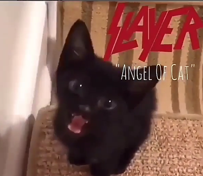 Slayer “Angel of Cat” | full in bloom